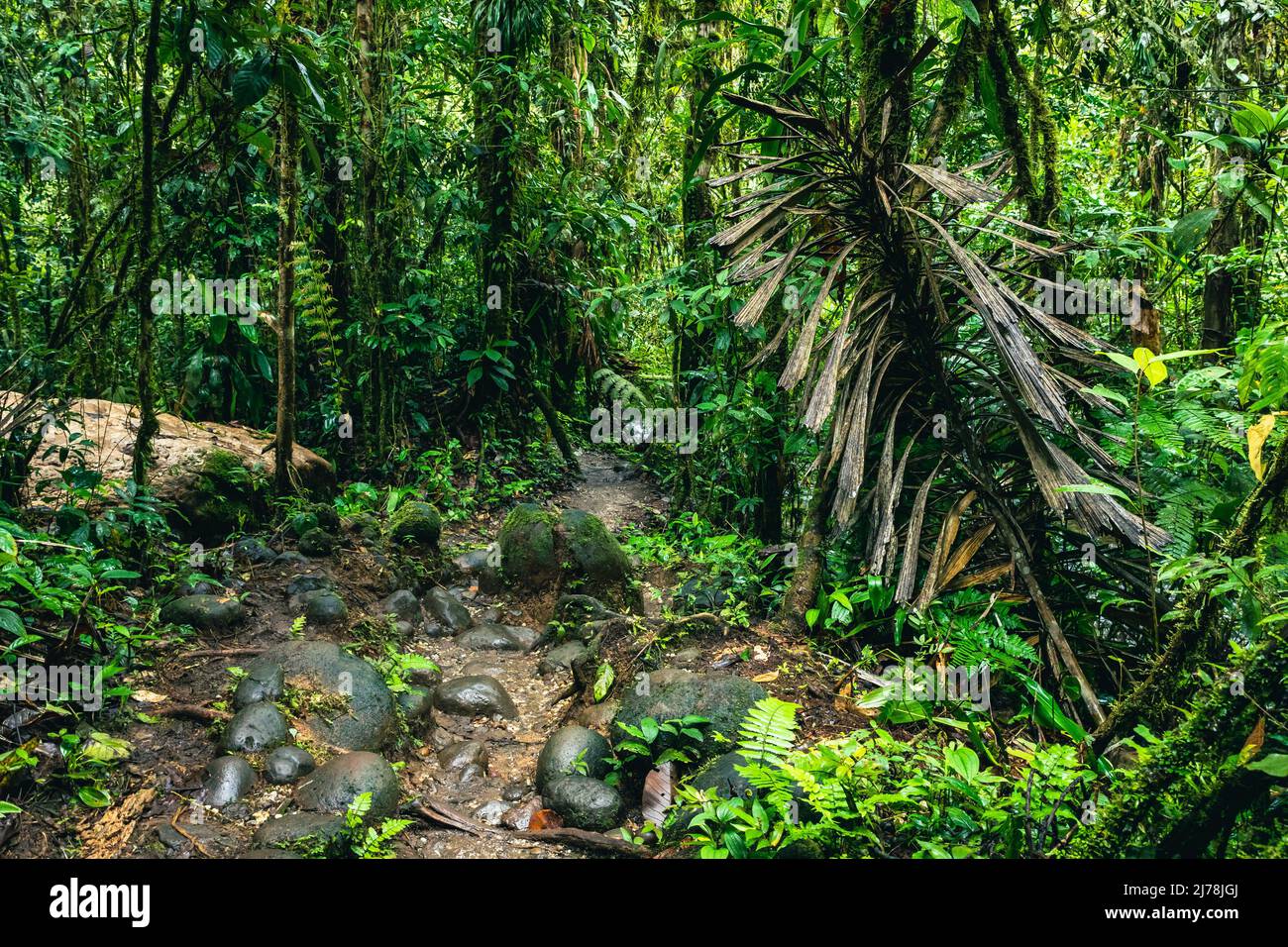 Ecuador Tropical Rainforest. Hiking trail in Amazon Cloud Forest ...