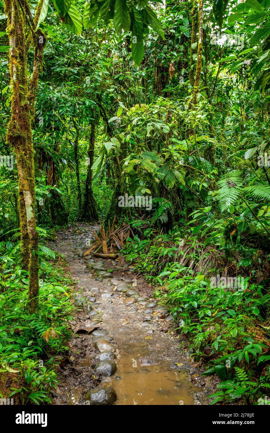 Ecuador Tropical Rainforest. Hiking trail in Amazon Cloud Forest ...