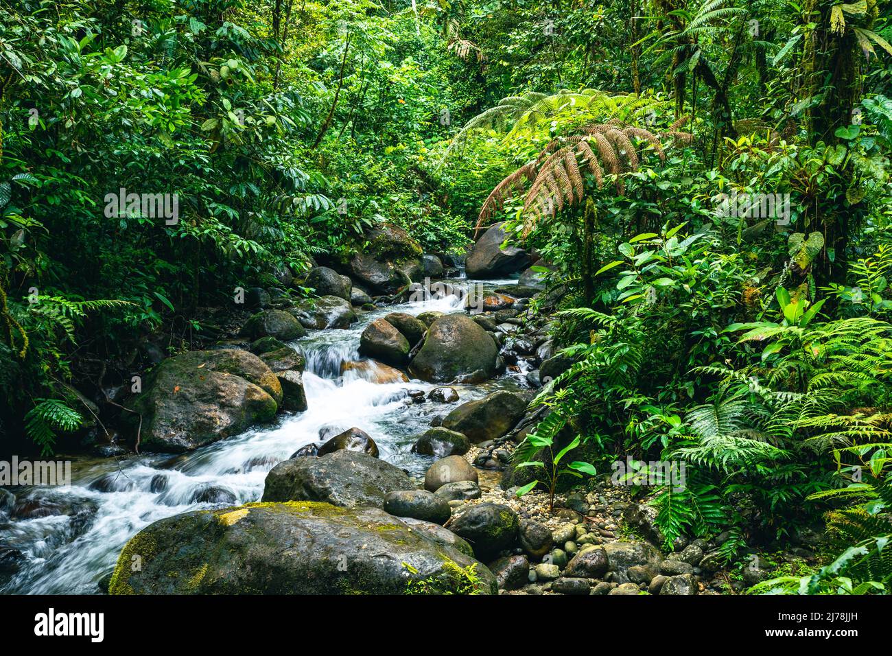Ecuador Tropical Rainforest. Hiking trail in Amazon Cloud Forest. Jungle path to Hola Vida ...