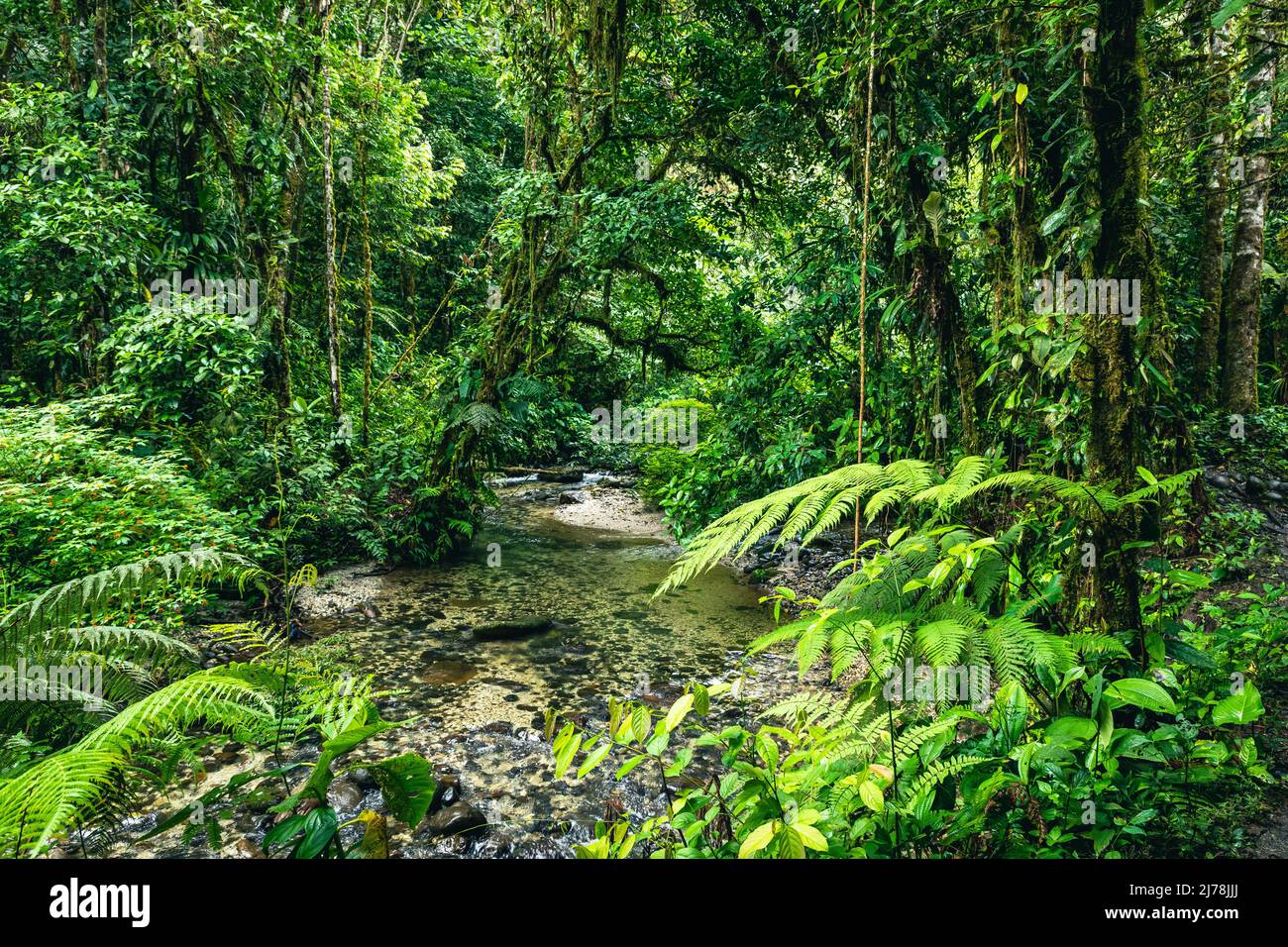 Ecuador Tropical Rainforest. Hiking trail in Amazon Cloud Forest ...