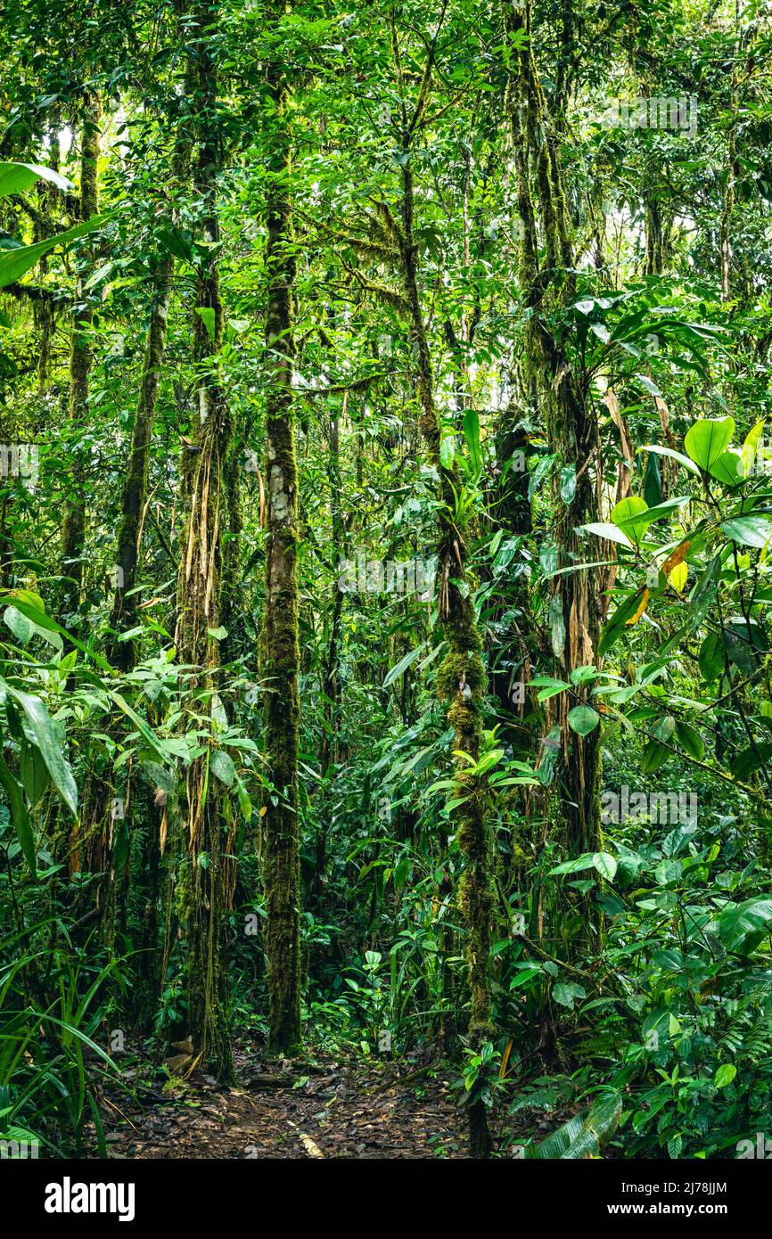 Ecuador Tropical Rainforest. Hiking trail in Amazon Cloud Forest ...
