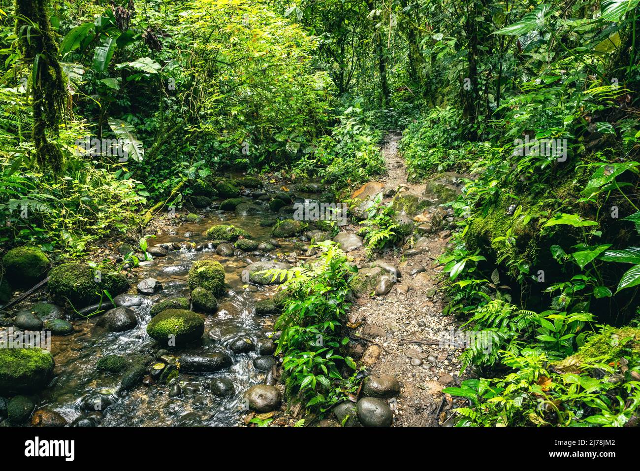 Ecuador Tropical Rainforest. Hiking trail in Amazon Cloud Forest ...