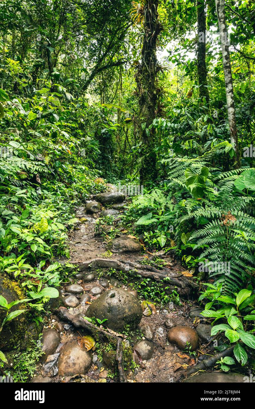 Ecuador Tropical Rainforest. Hiking trail in Amazon Cloud Forest. Jungle path to Hola Vida ...