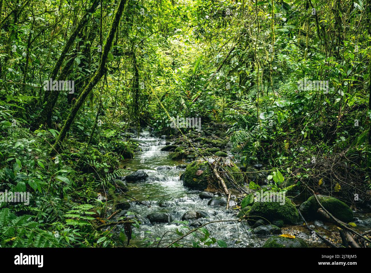 Ecuador Tropical Rainforest. Hiking trail in Amazon Cloud Forest ...