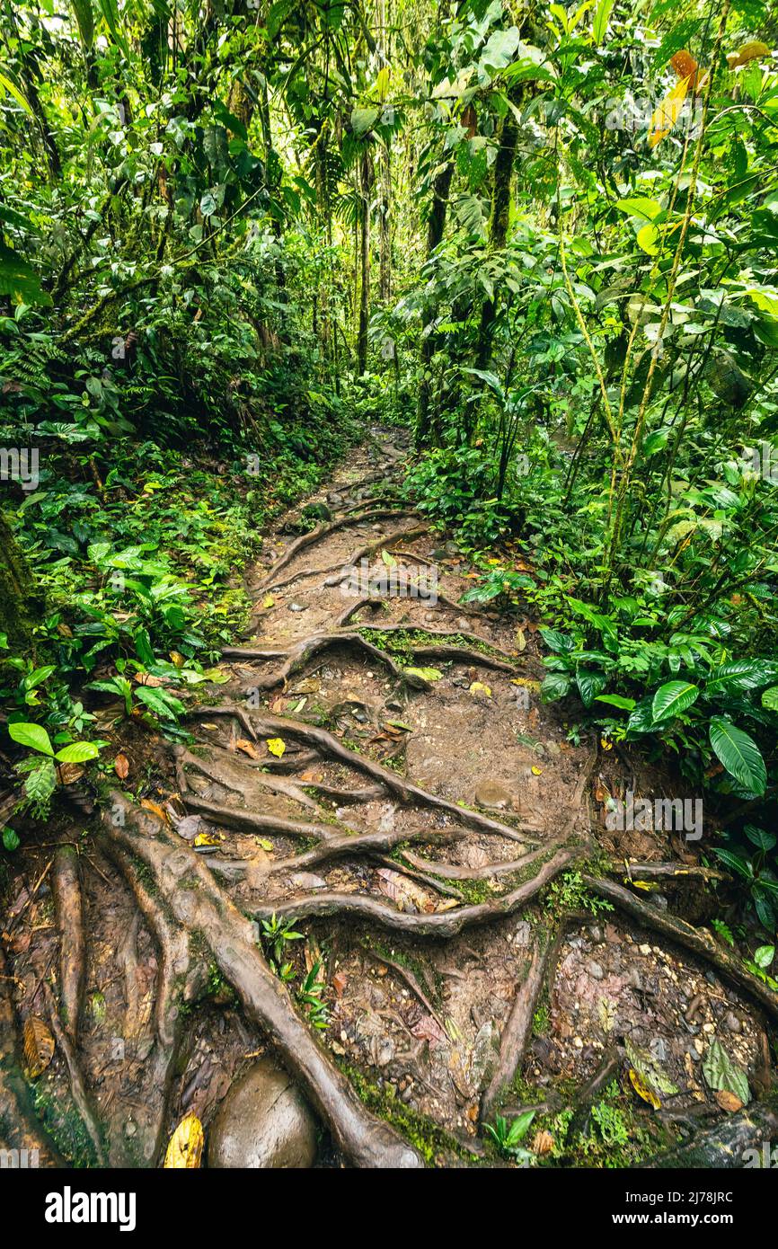 Ecuador Tropical Rainforest. Hiking trail in Amazon Cloud Forest ...