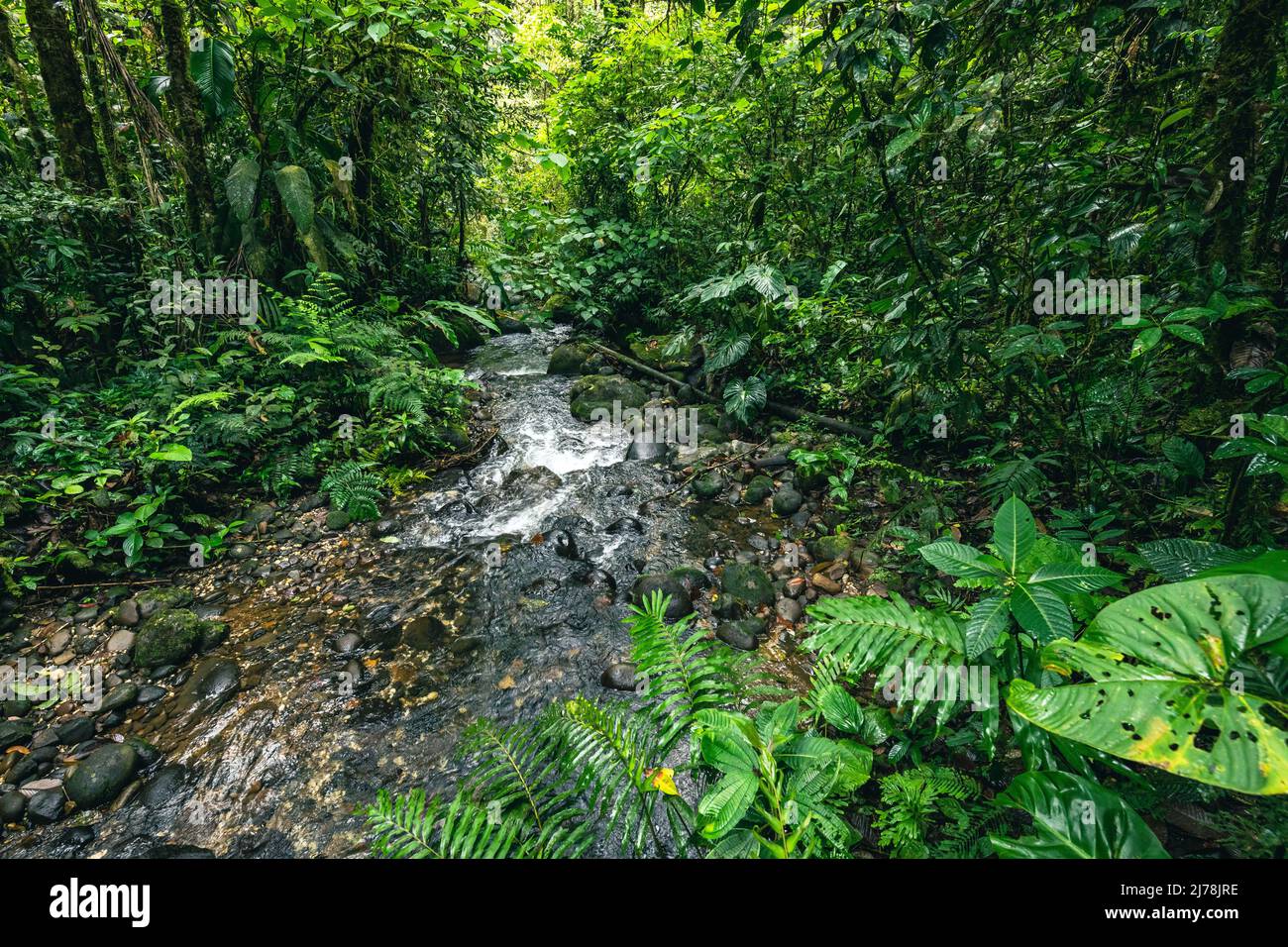 Ecuador Tropical Rainforest. Hiking trail in Amazon Cloud Forest ...