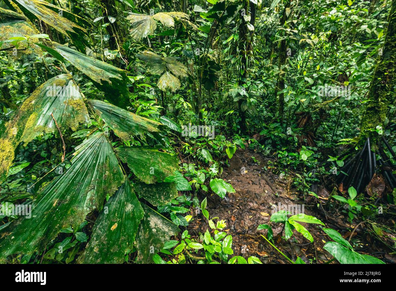 Ecuador Tropical Rainforest. Hiking trail in Amazon Cloud Forest ...