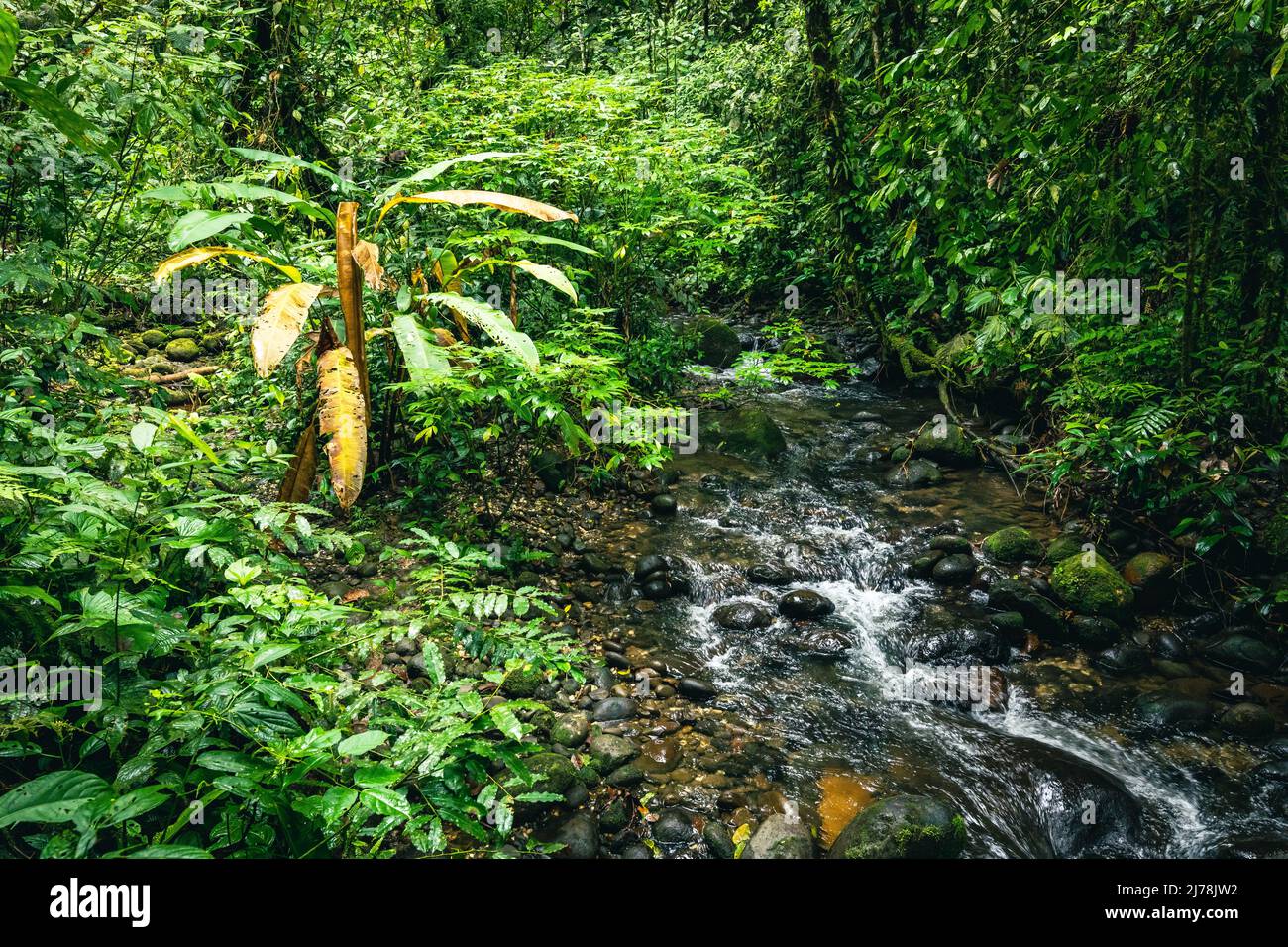 Tropical Rainforest South America