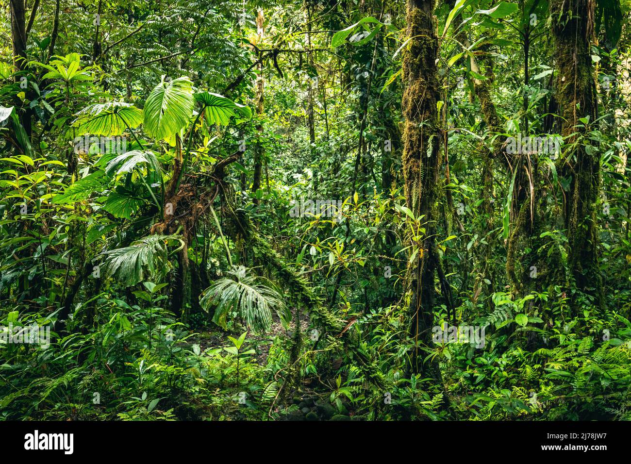 Ecuador Tropical Rainforest. Hiking trail in Amazon Cloud Forest ...