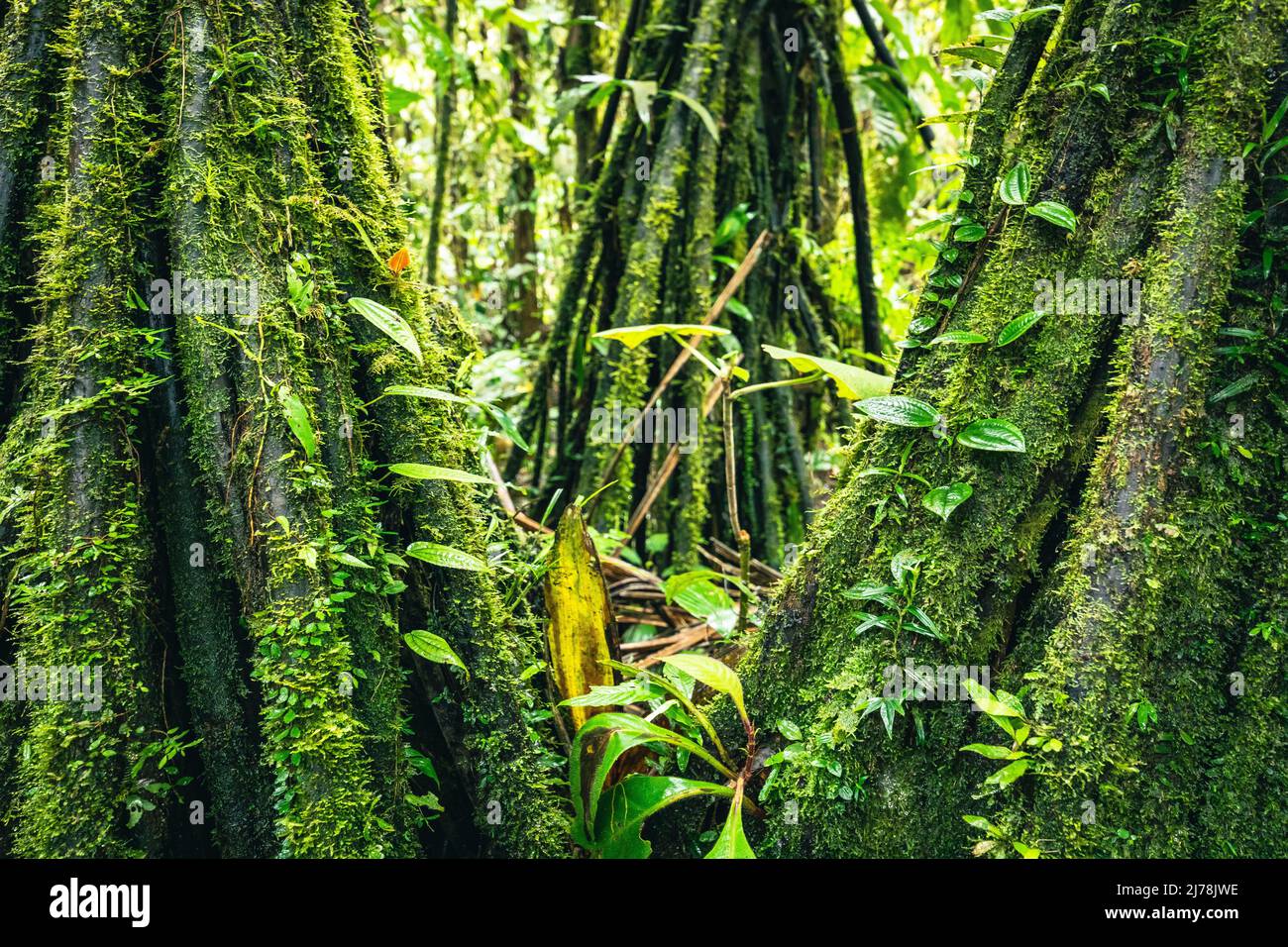 Ecuador Tropical Rainforest. Hiking trail in Amazon Cloud Forest ...