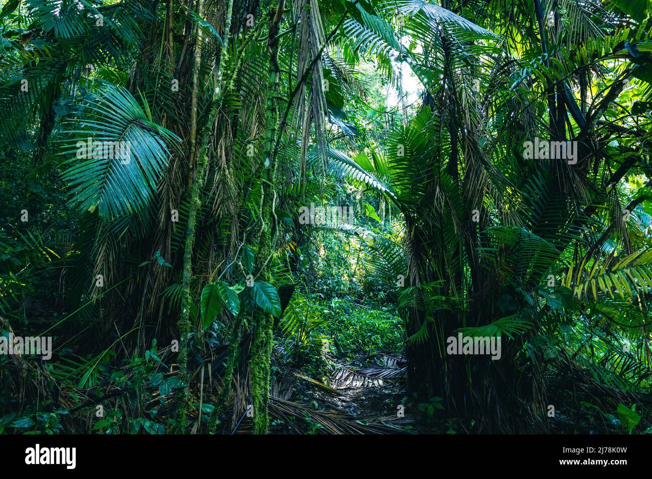 Ecuador Rainforest. Green nature hiking trail path in tropical jungle ...