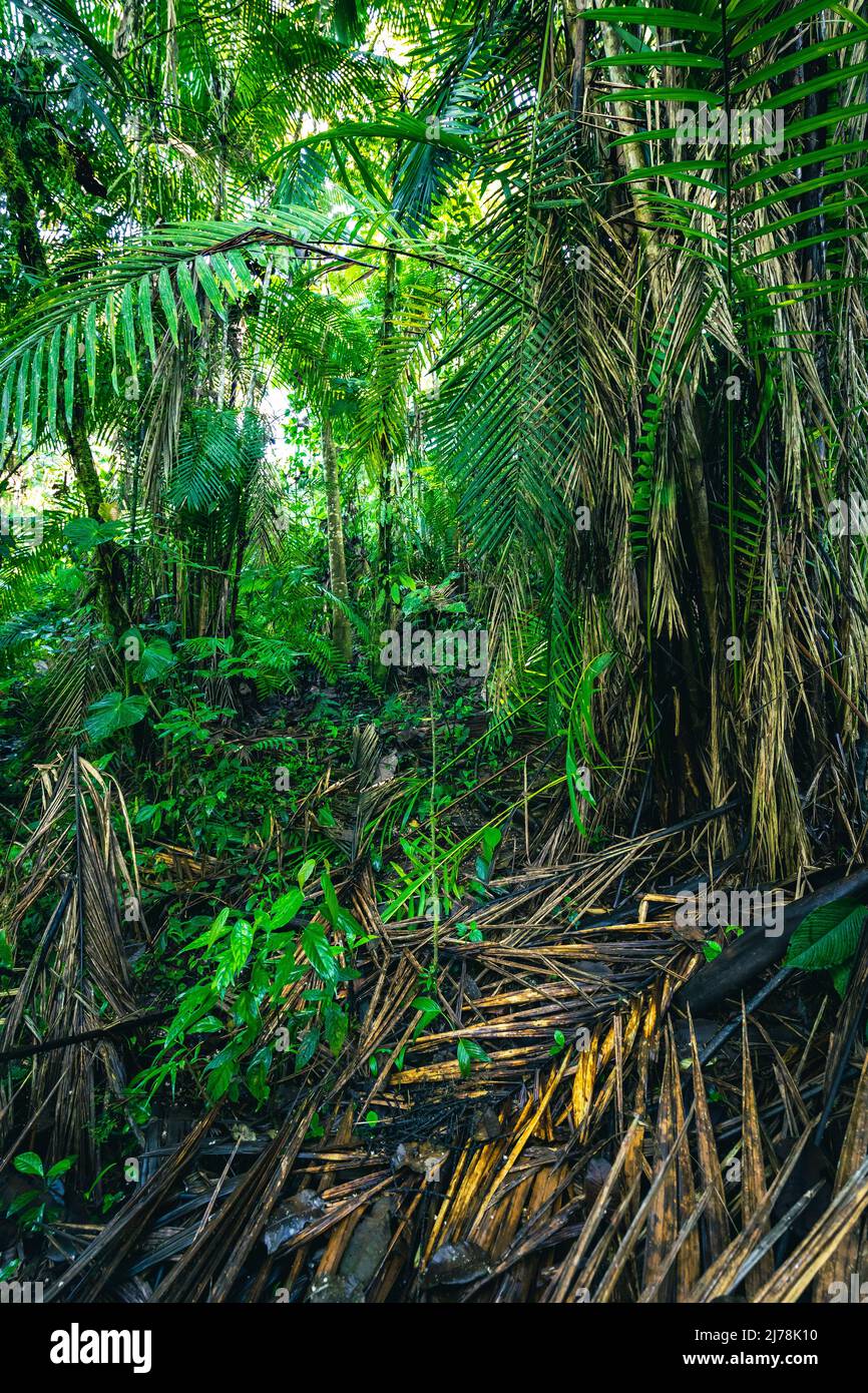 Ecuador Rainforest. Green nature hiking trail path in tropical jungle ...