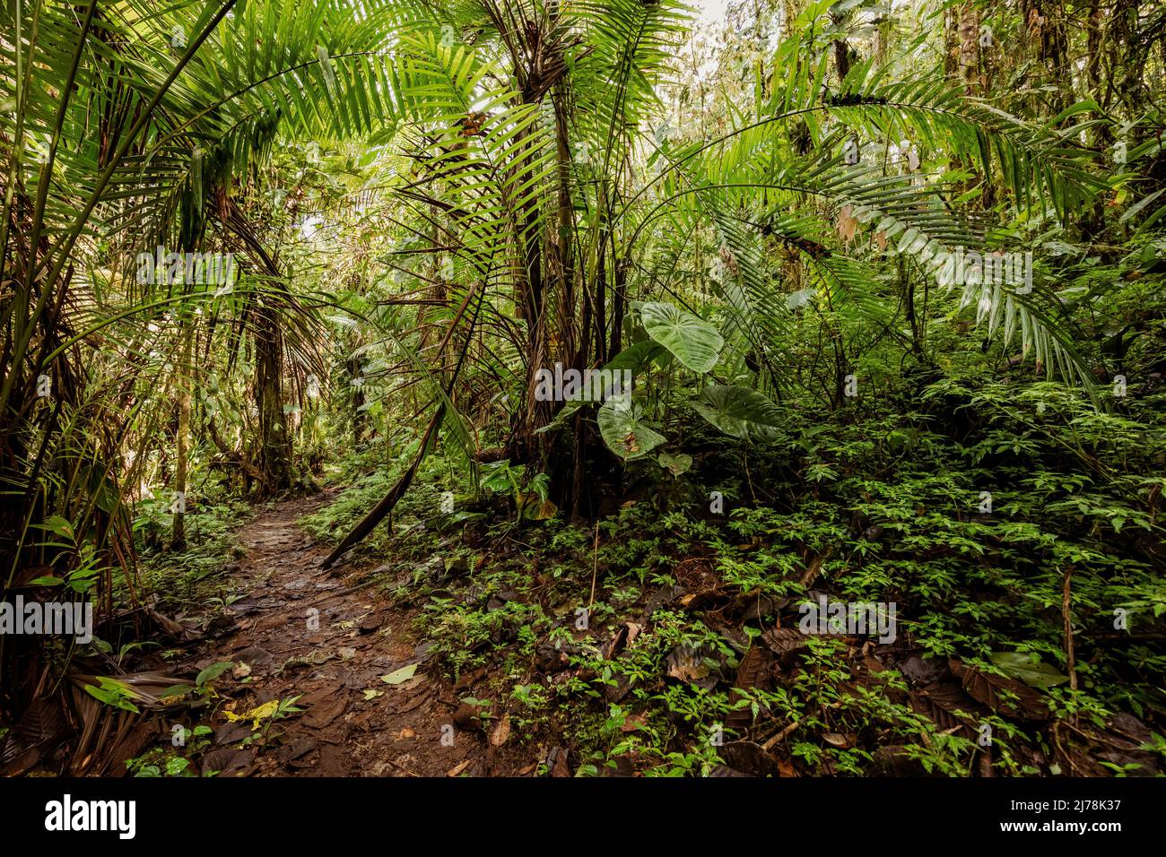 Ecuador Rainforest. Green nature hiking trail path in tropical jungle ...