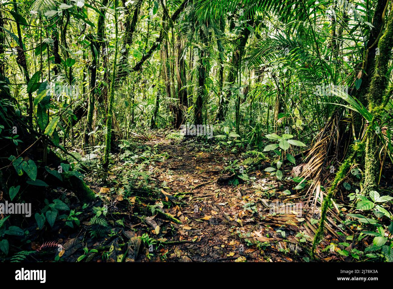 Ecuador Rainforest. Green nature hiking trail path in tropical jungle ...