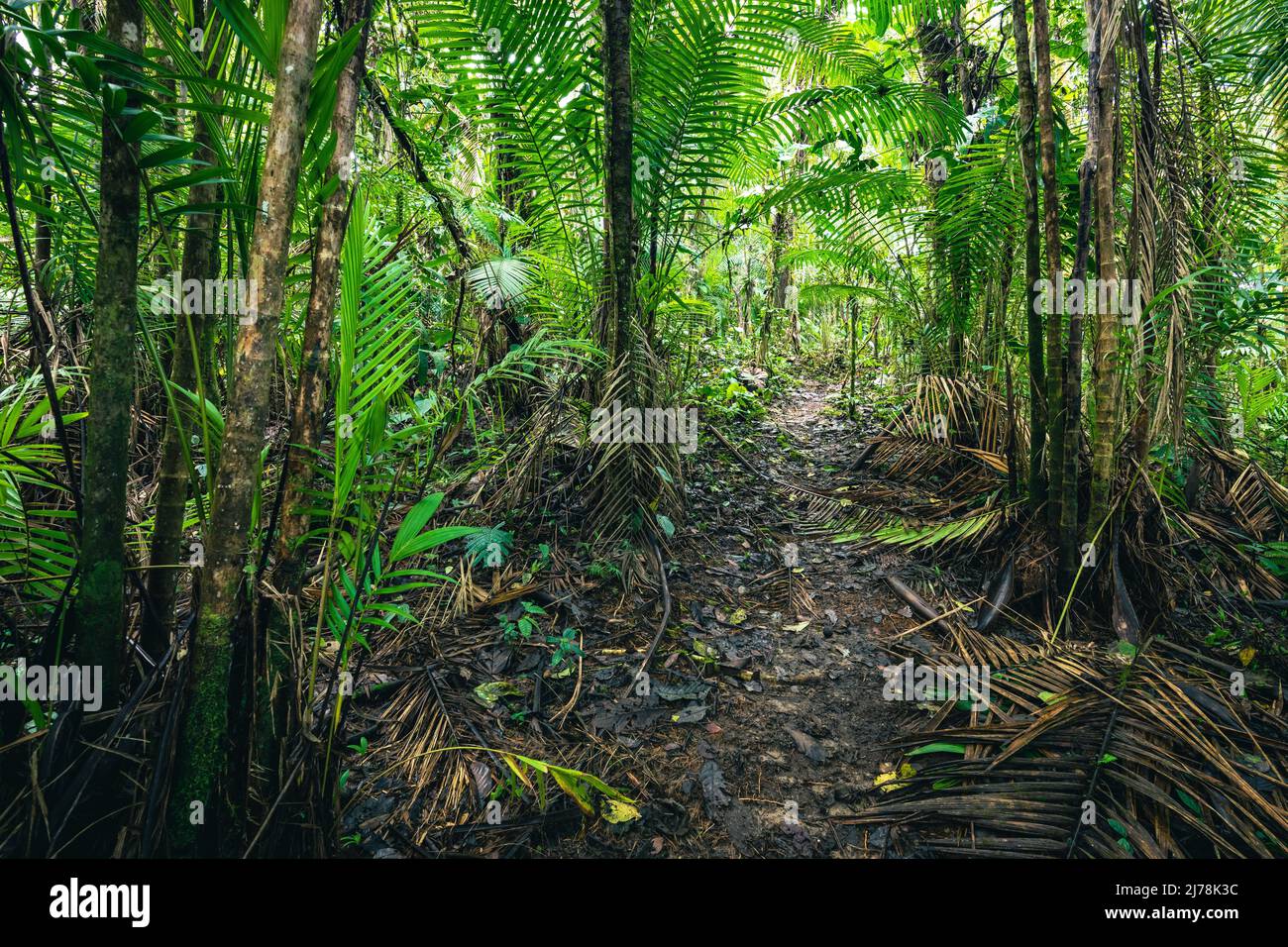 Ecuador Rainforest. Green nature hiking trail path in tropical jungle ...