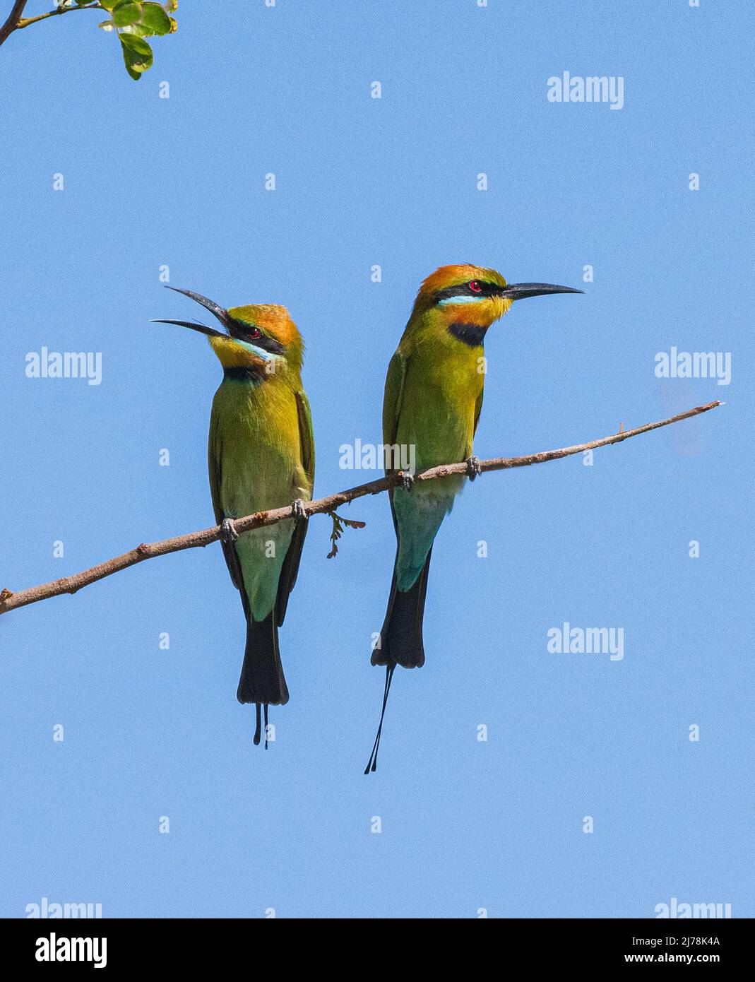 Two australian bee eaters hi-res stock photography and images - Alamy