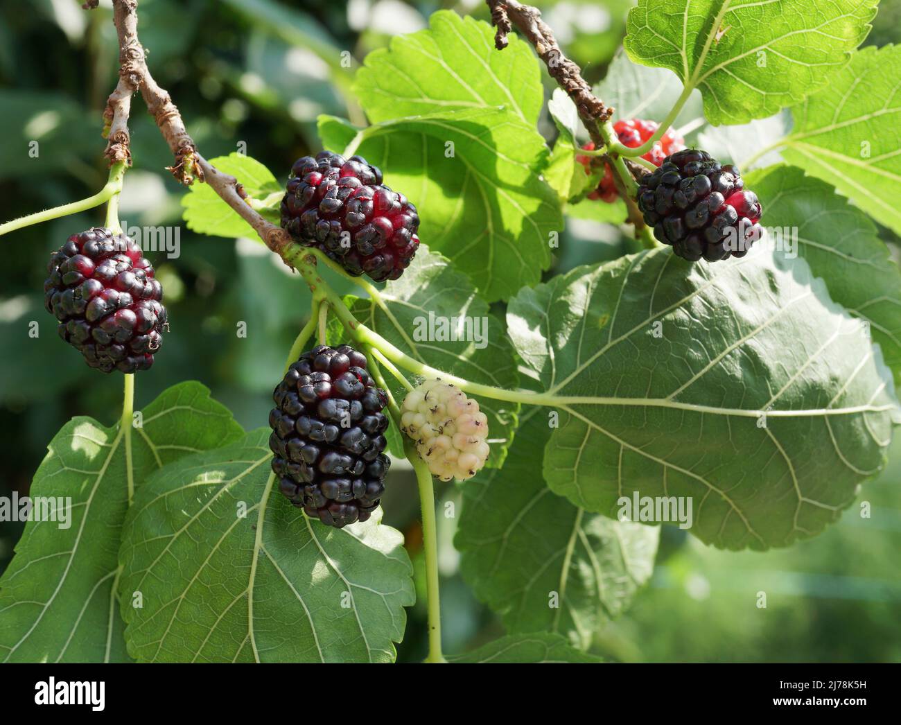 Ripe black mulberries fruits between green leaves on the tree Stock ...