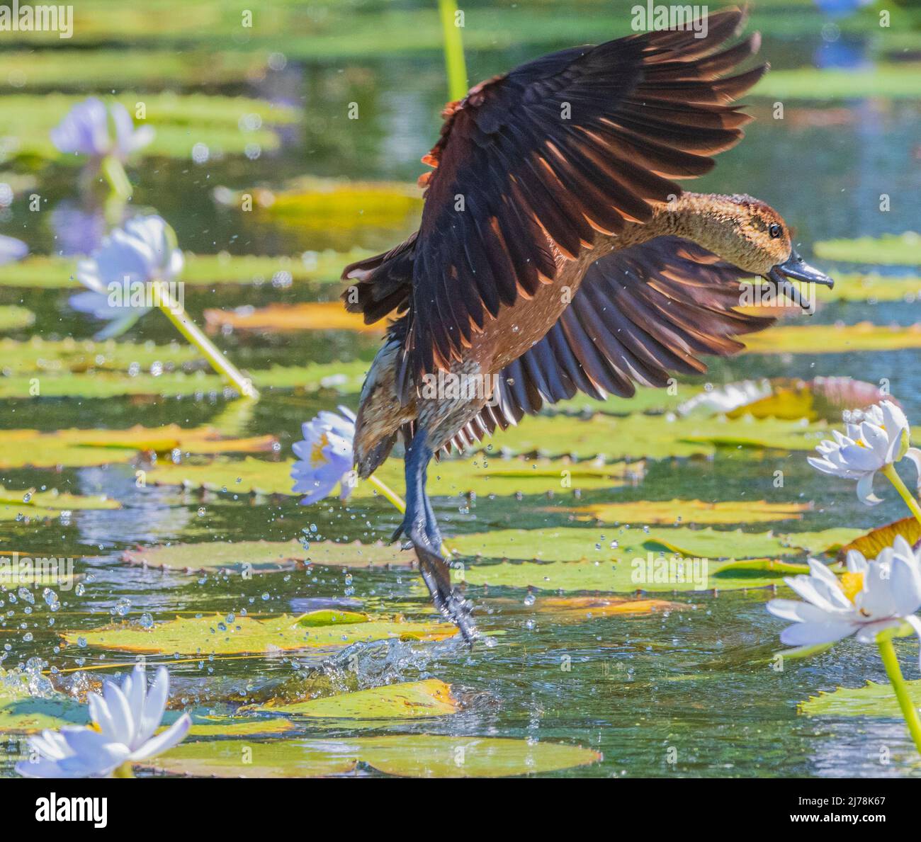 Wandering Whistling-duck (Dendrocygna arcuata) coming in to land in ...