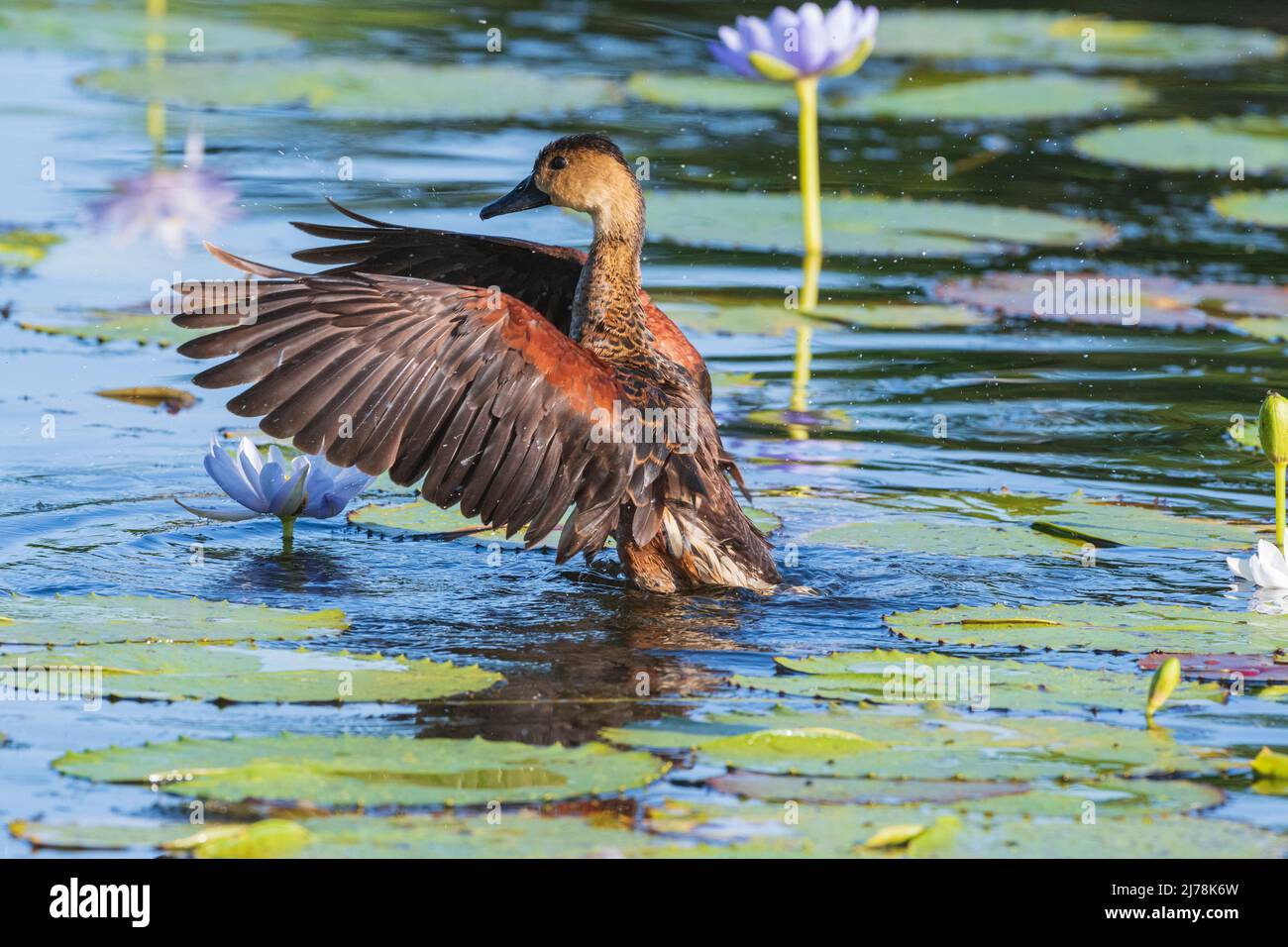 Wandering Whistling-duck (Dendrocygna arcuata) having a bath in ...