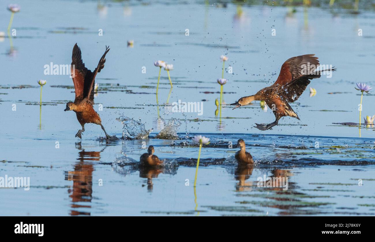 Wandering Whistling-ducks (Dendrocygna arcuata) fighting in wetlands ...