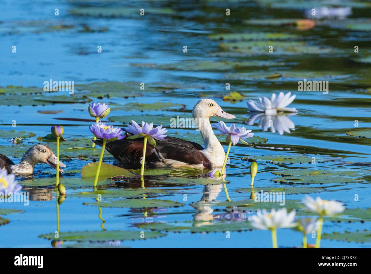 Water birds in western australia hi-res stock photography and images ...
