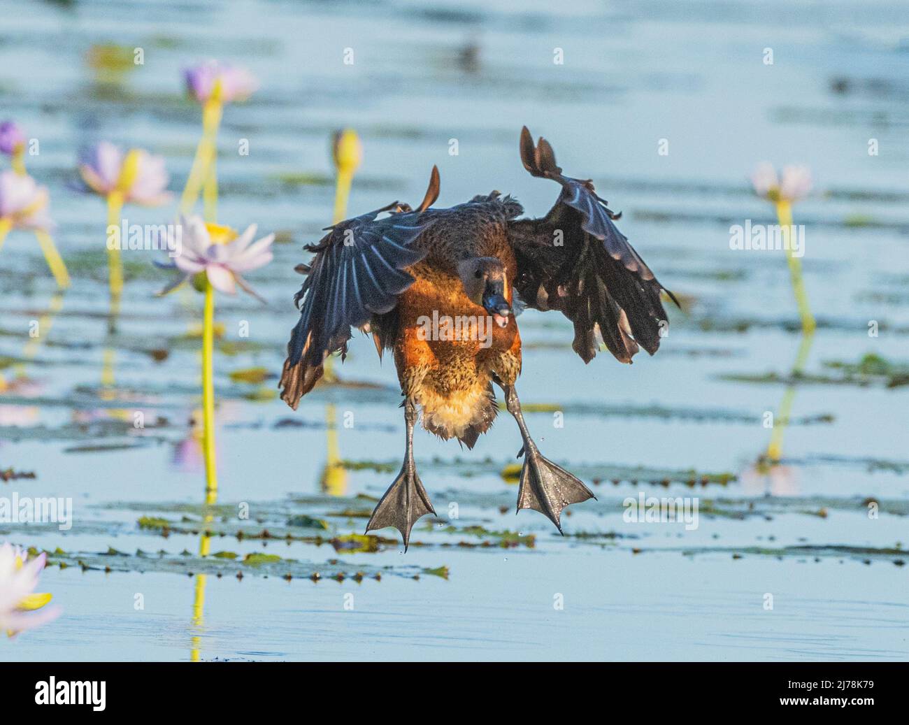 Wandering Whistling-duck (Dendrocygna arcuata) coming in to land in ...