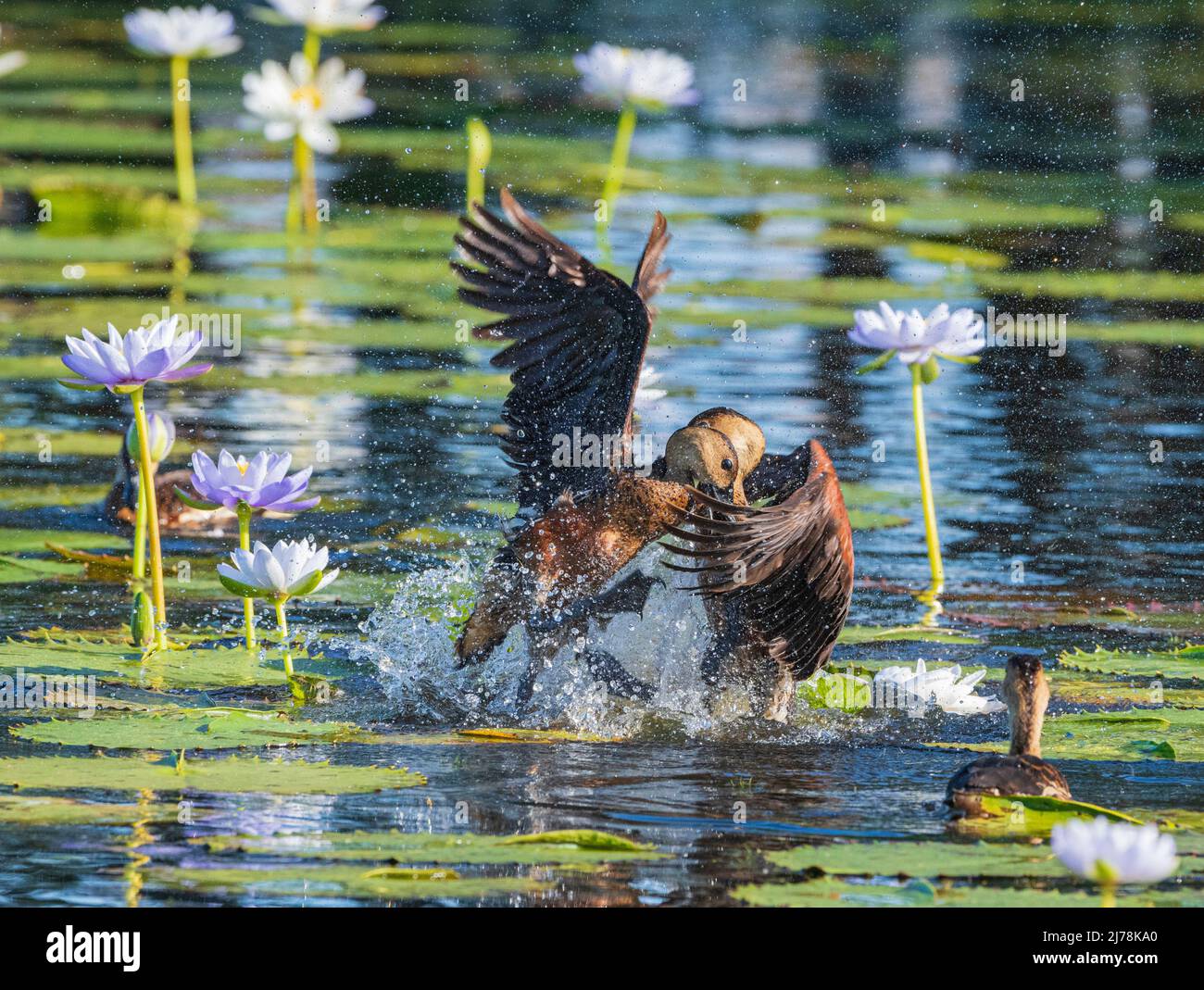 Wandering Whistling-ducks (Dendrocygna arcuata) fighting in wetlands ...