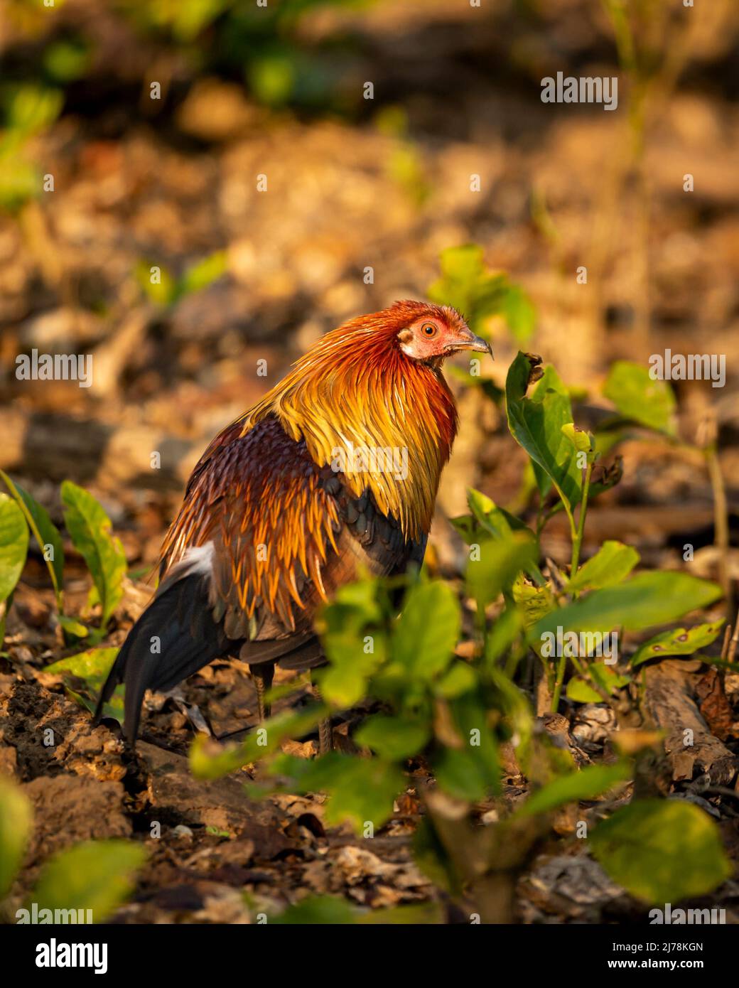Jungle fowl in pench national park hi-res stock photography and images ...