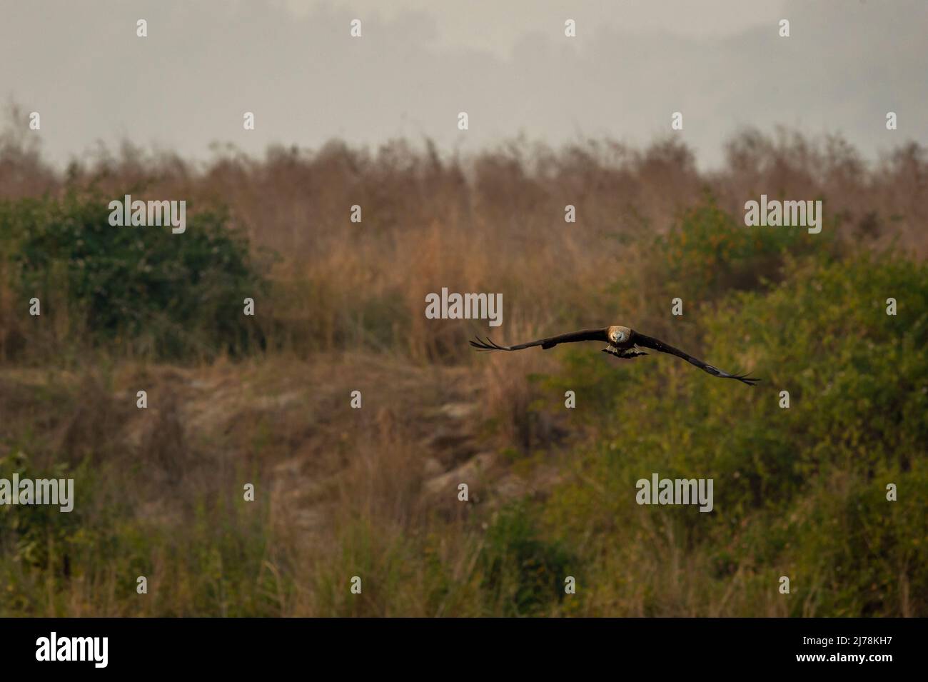 Lesser Fish Eagle or Icthyophaga humilis in air head on with full ...