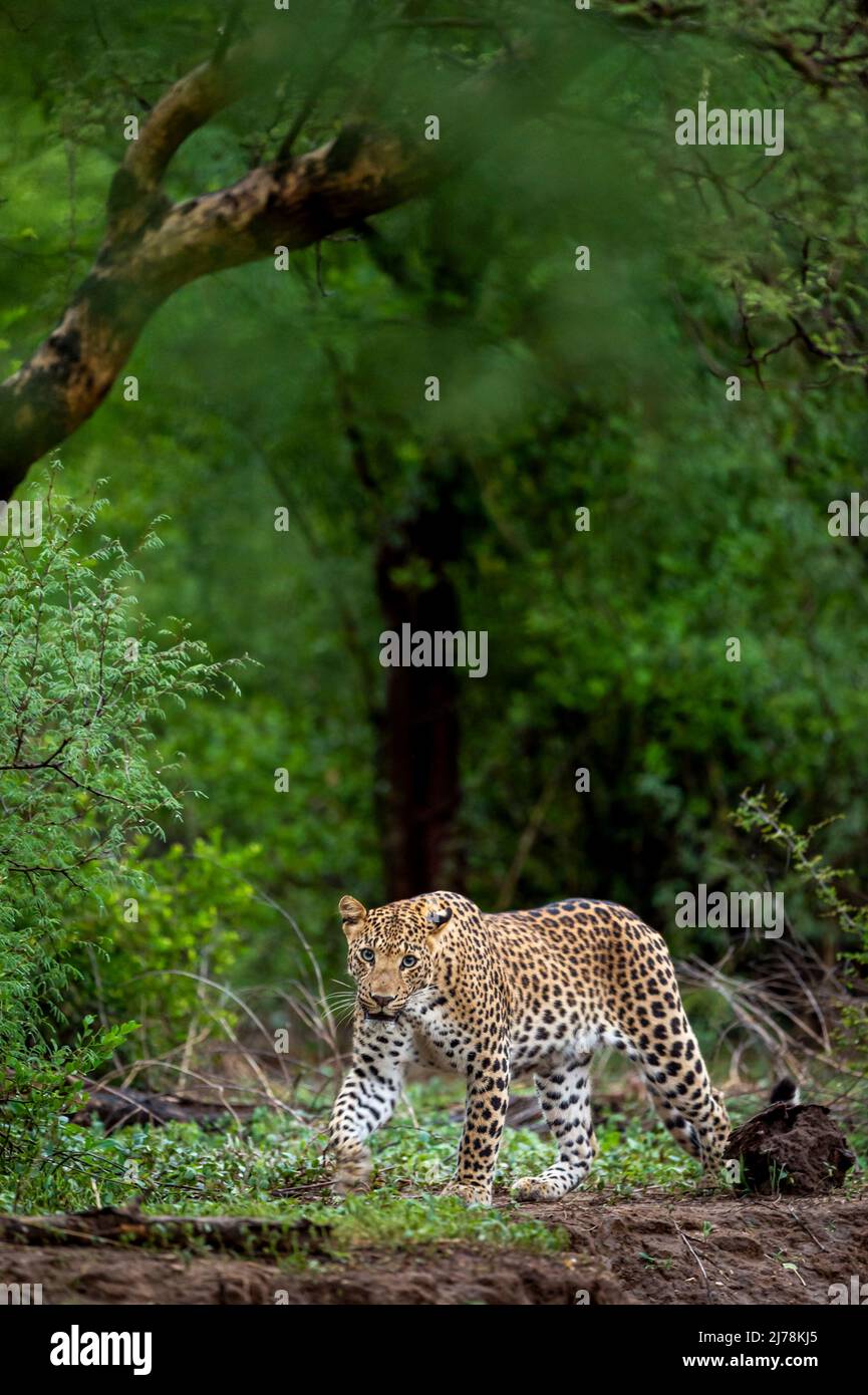 Indian wild male leopard or panther walking head on with an eye contact ...