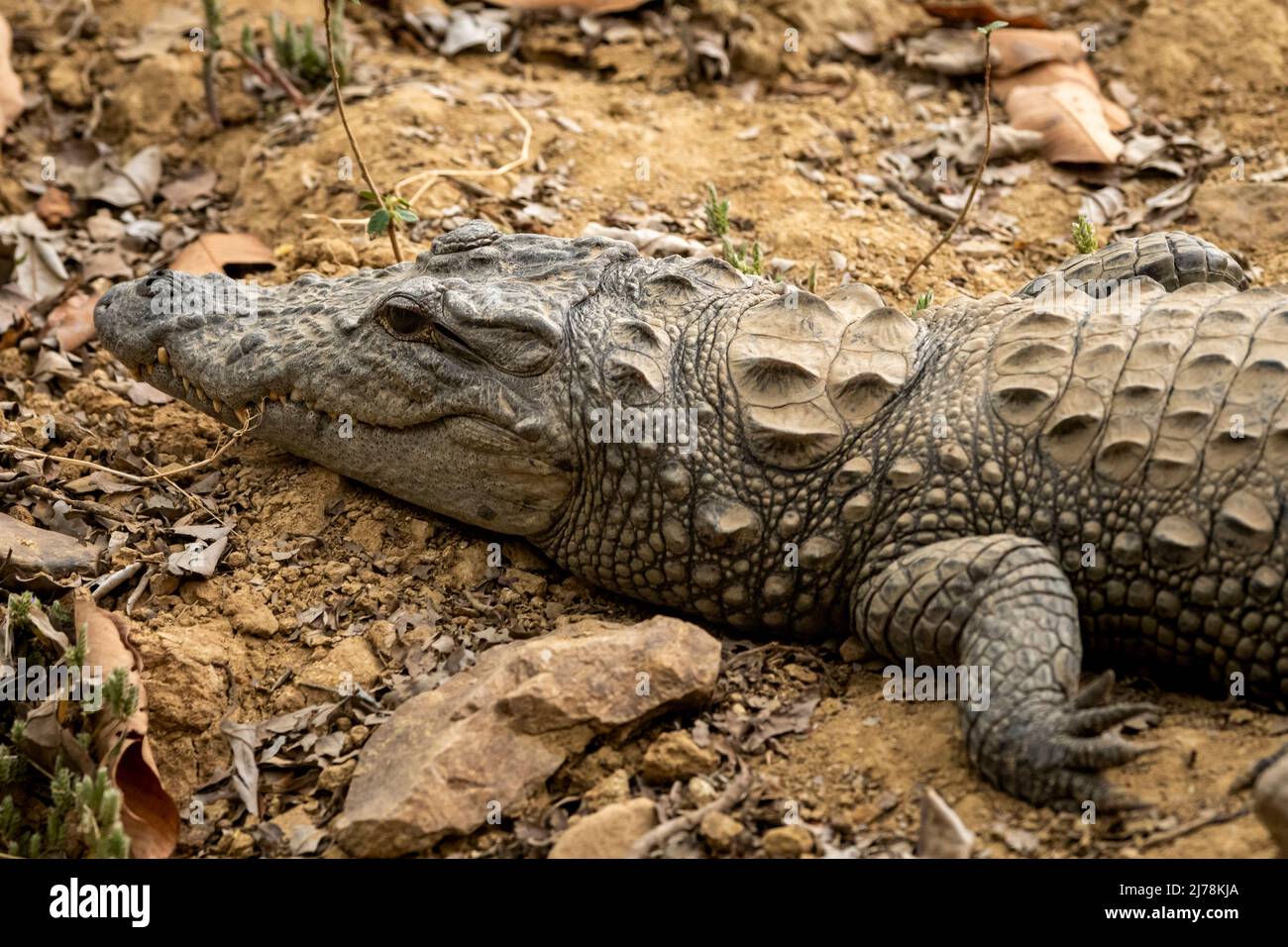 Marsh crocodile or mugger crocodile or broad snouted crocodile portrait ...
