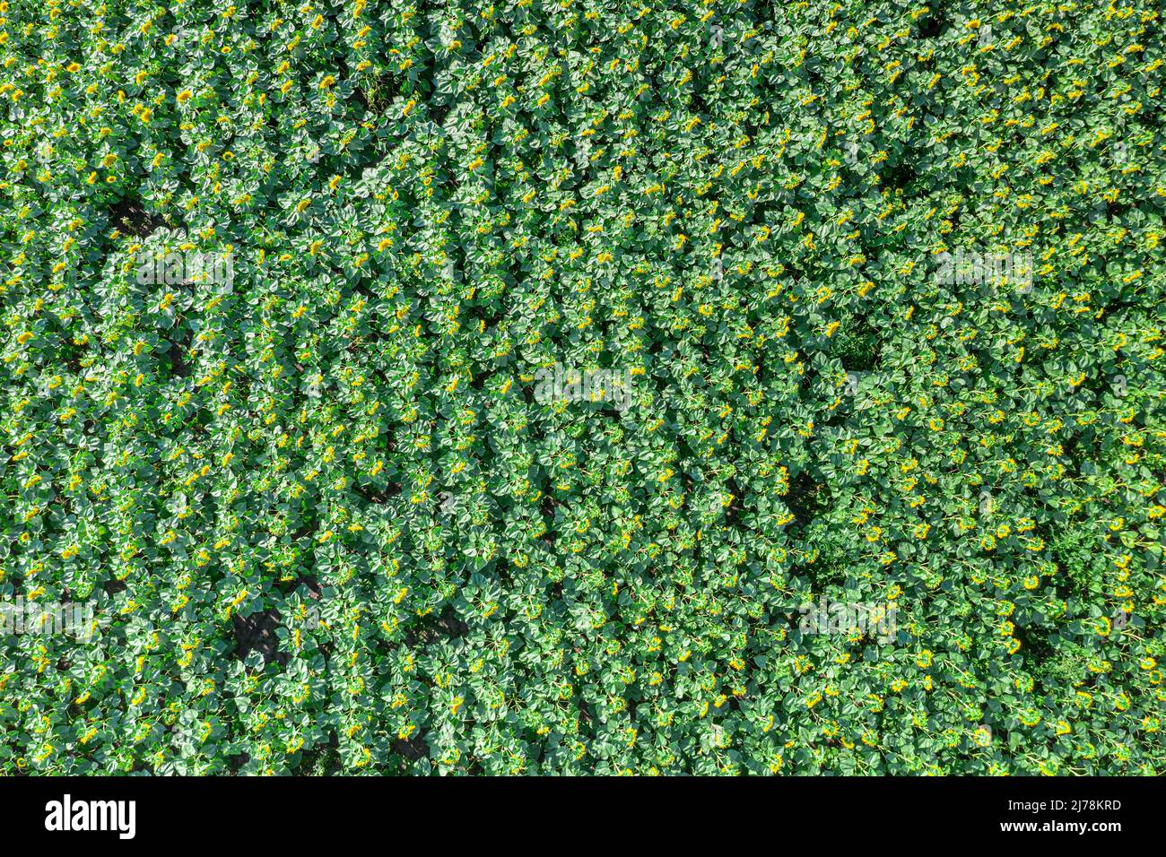 Panoramic view of sunflower field. Top view of sunflower heads. Picture ...