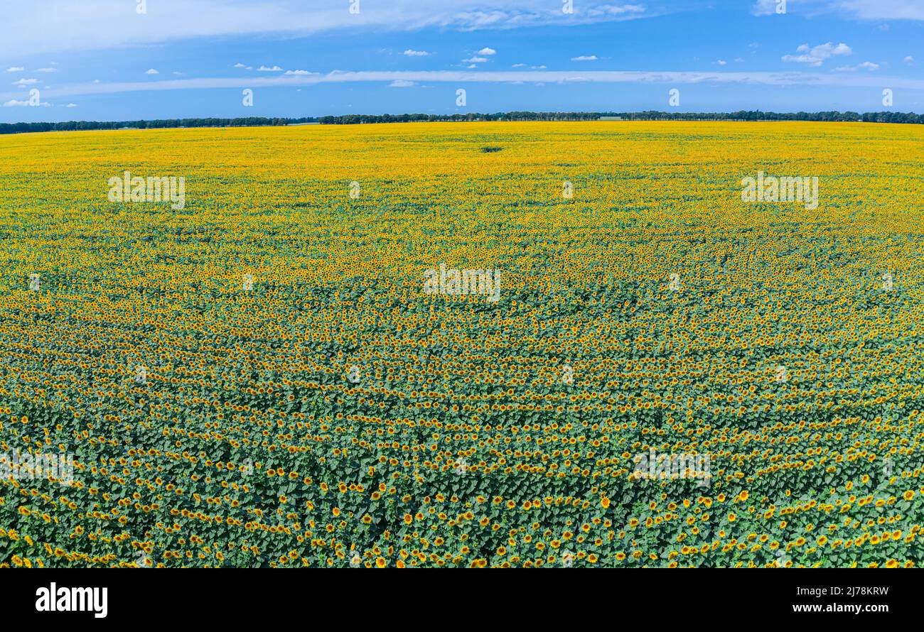 Panoramic view of sunflower field. Top view of sunflower heads. Picture ...
