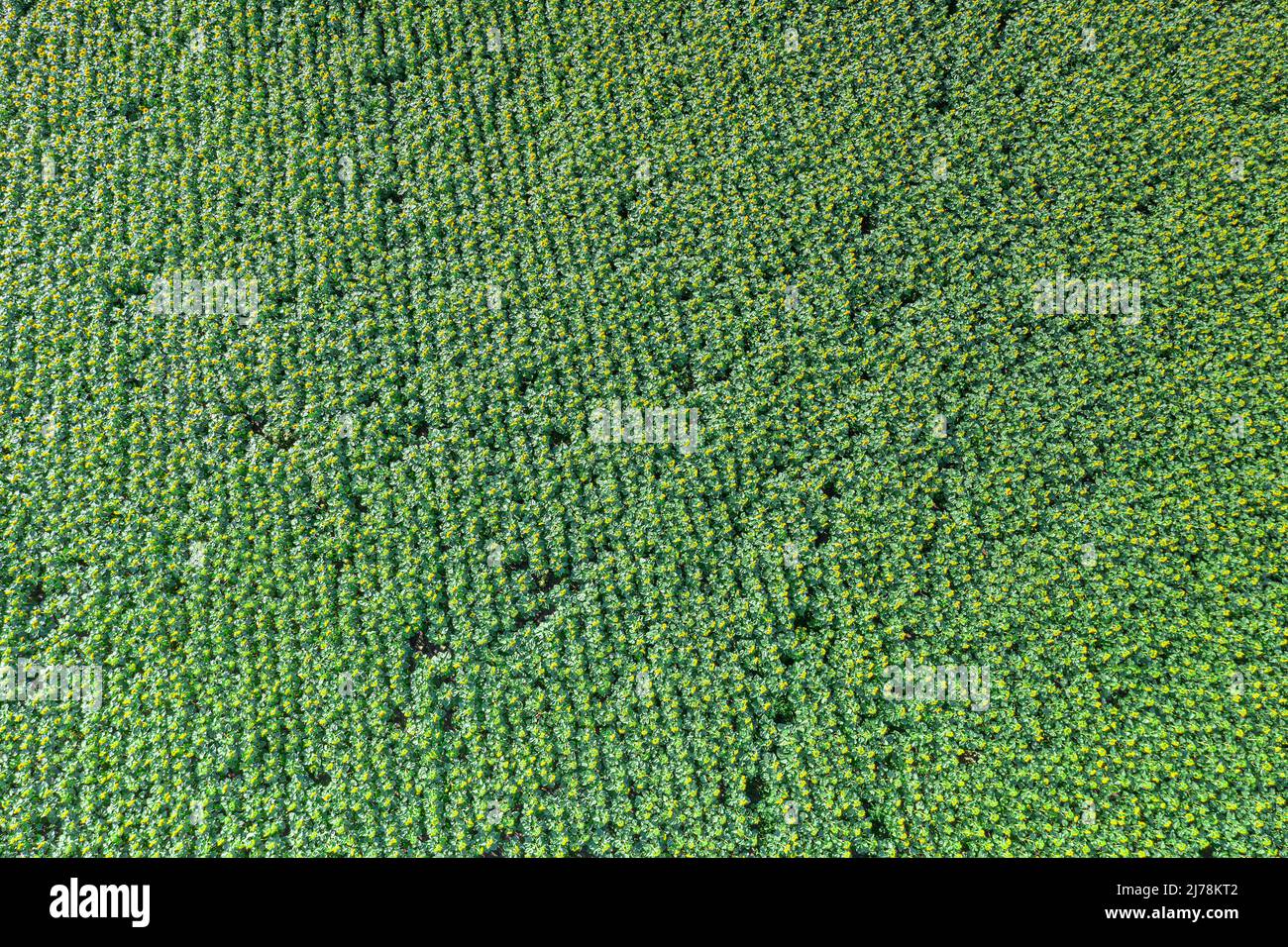 Panoramic view of sunflower field. Top view of sunflower heads. Picture ...