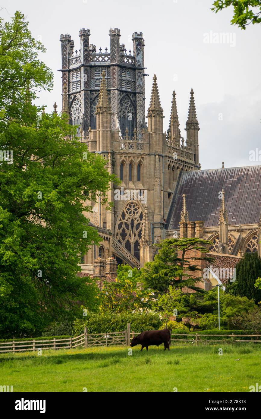 Ely cathedral park cambridgeshire england hi-res stock photography and ...