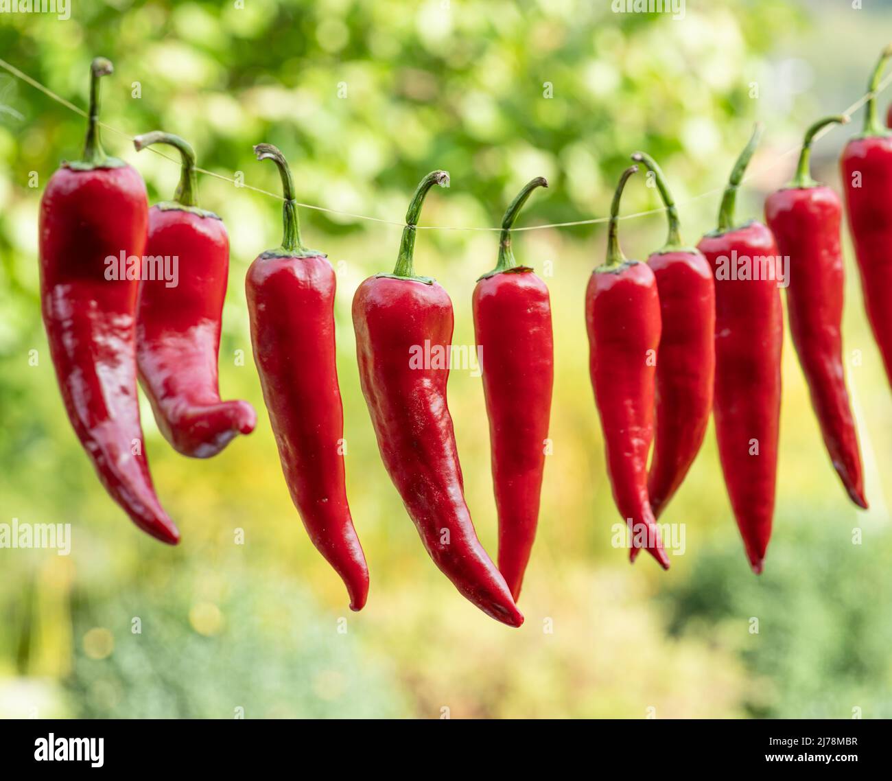 Lot of fresh red chilli peppers strung up on rope. Chili pepper air ...