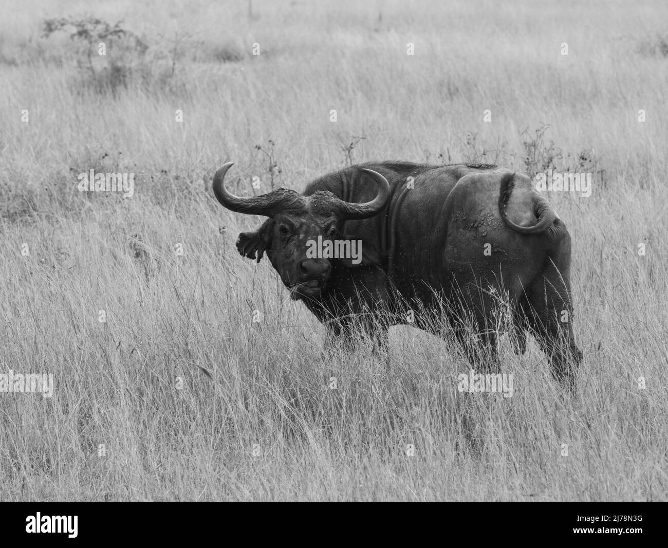 Lone buffalo in savannah national park Uganda Stock Photo - Alamy