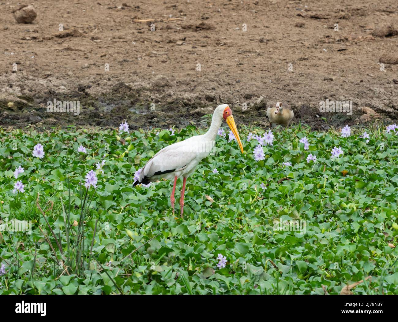 African stork in water lilies on river bank Uganda Stock Photo - Alamy