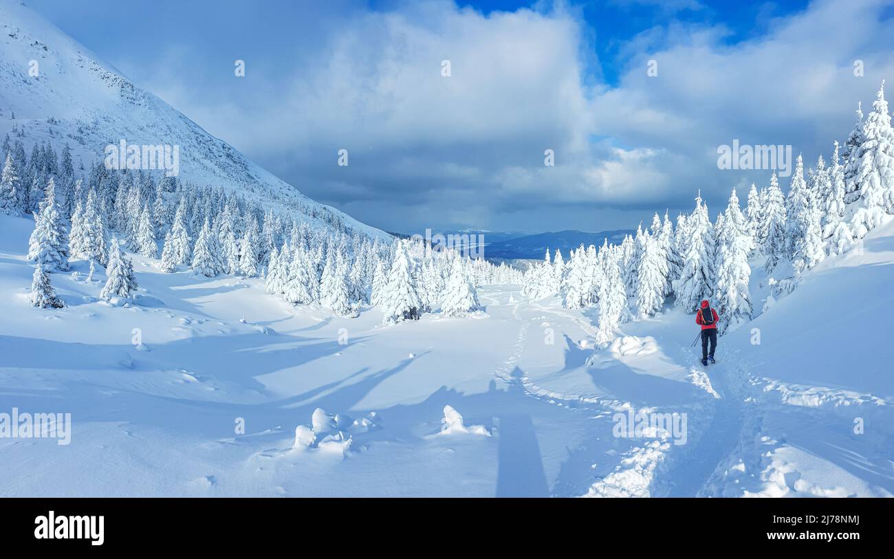 Panoramic landscape of a snowy forest in the mountains on a sunny ...