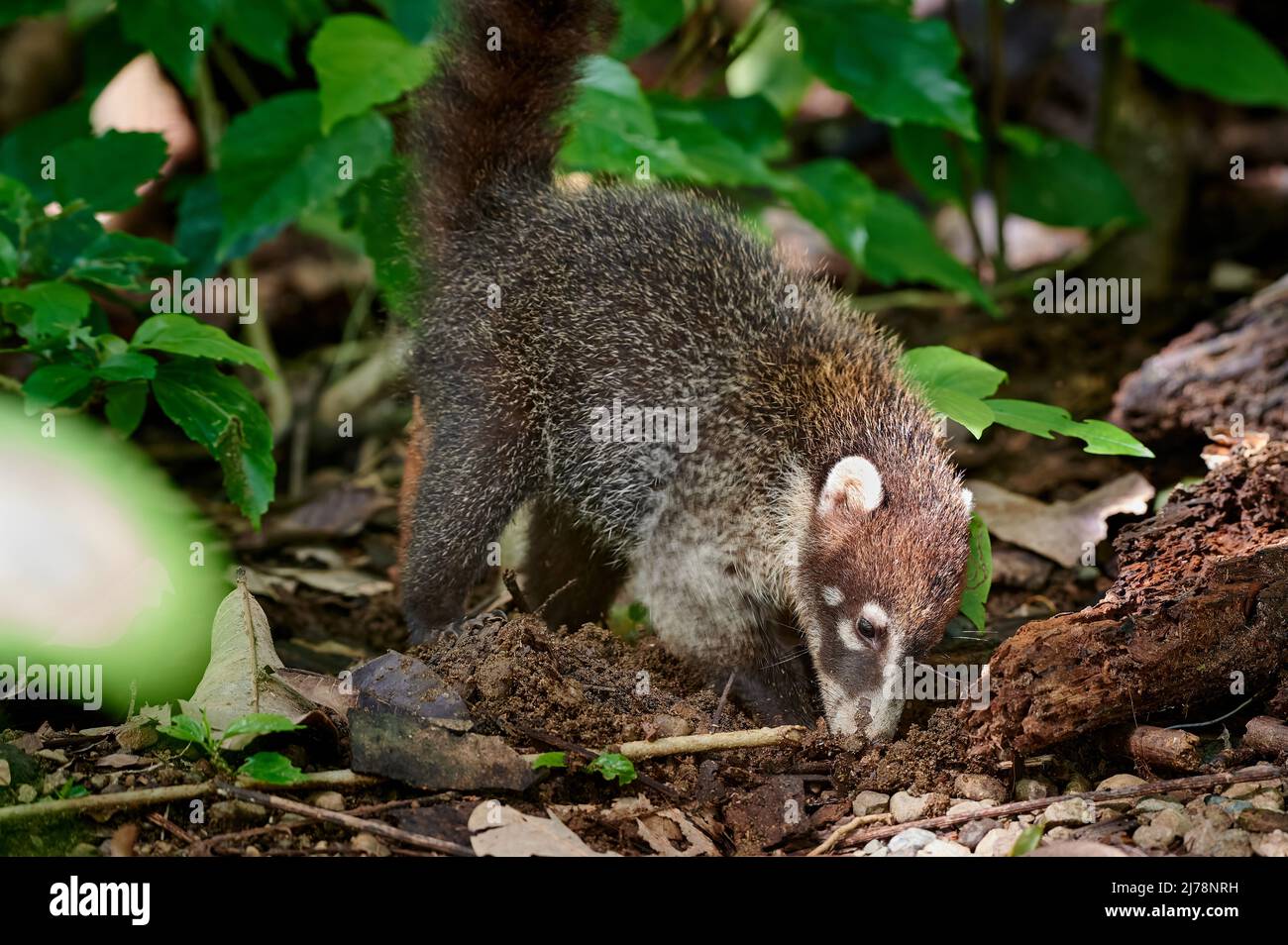 White-nosed Coati, Nasua narica, Corcovado National Park, Osa Peninsula ...