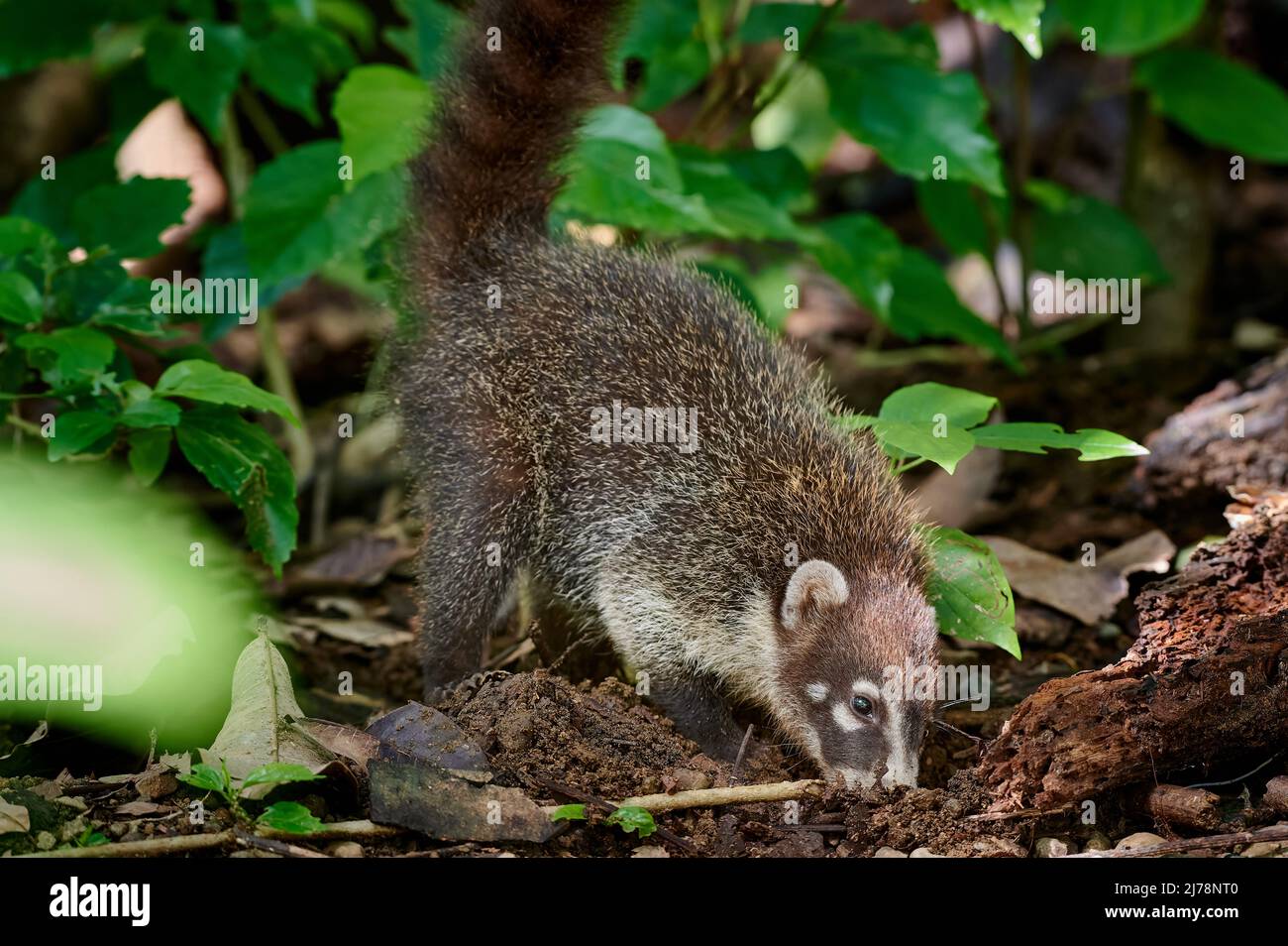 White-nosed Coati, Nasua narica, Corcovado National Park, Osa Peninsula ...