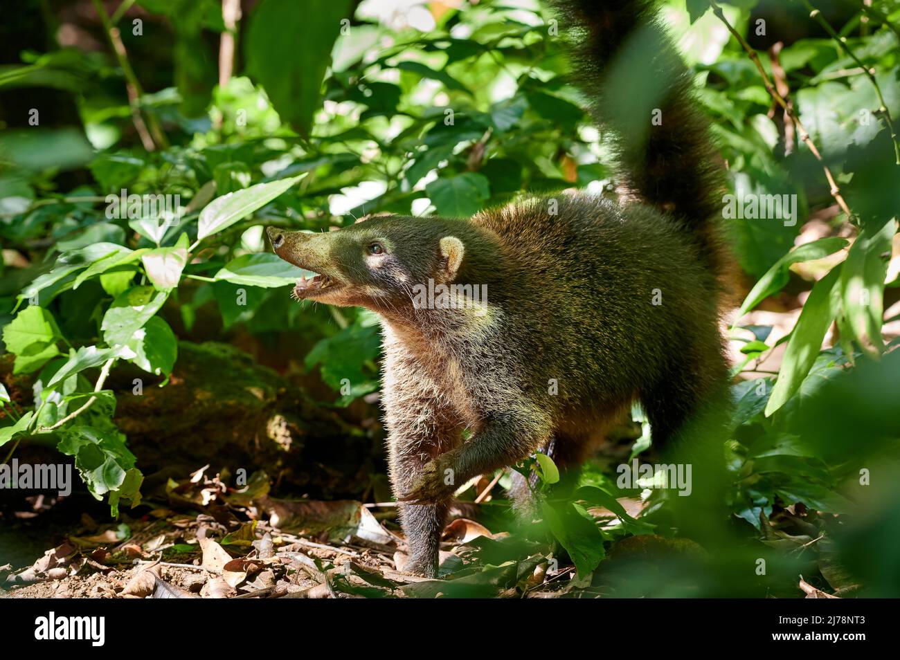 White-nosed Coati, Nasua narica, Corcovado National Park, Osa Peninsula ...