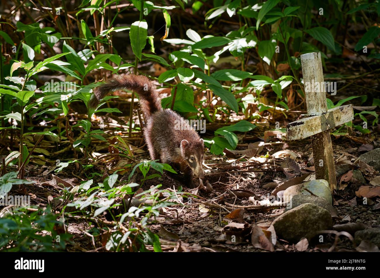 young White-nosed Coati, Nasua narica, digging in front of a cross ...