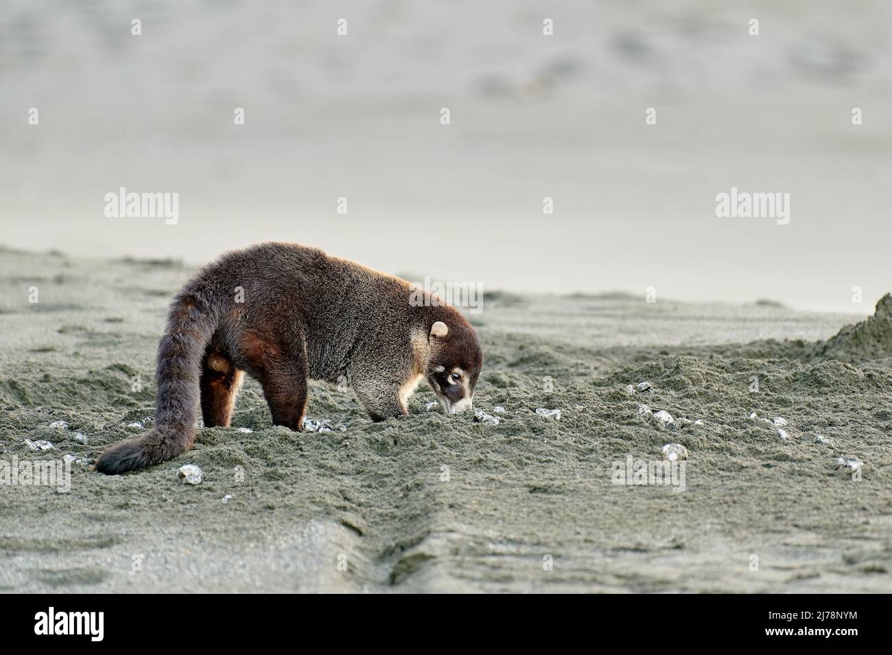 White-nosed Coati, Nasua narica, plunders nest with turtle eggs, beach ...