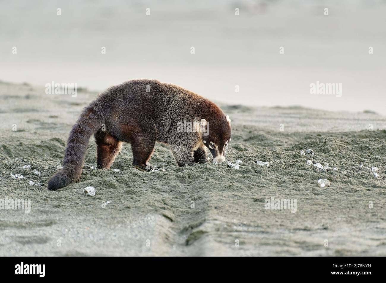 White-nosed Coati, Nasua narica, plunders nest with turtle eggs, beach ...