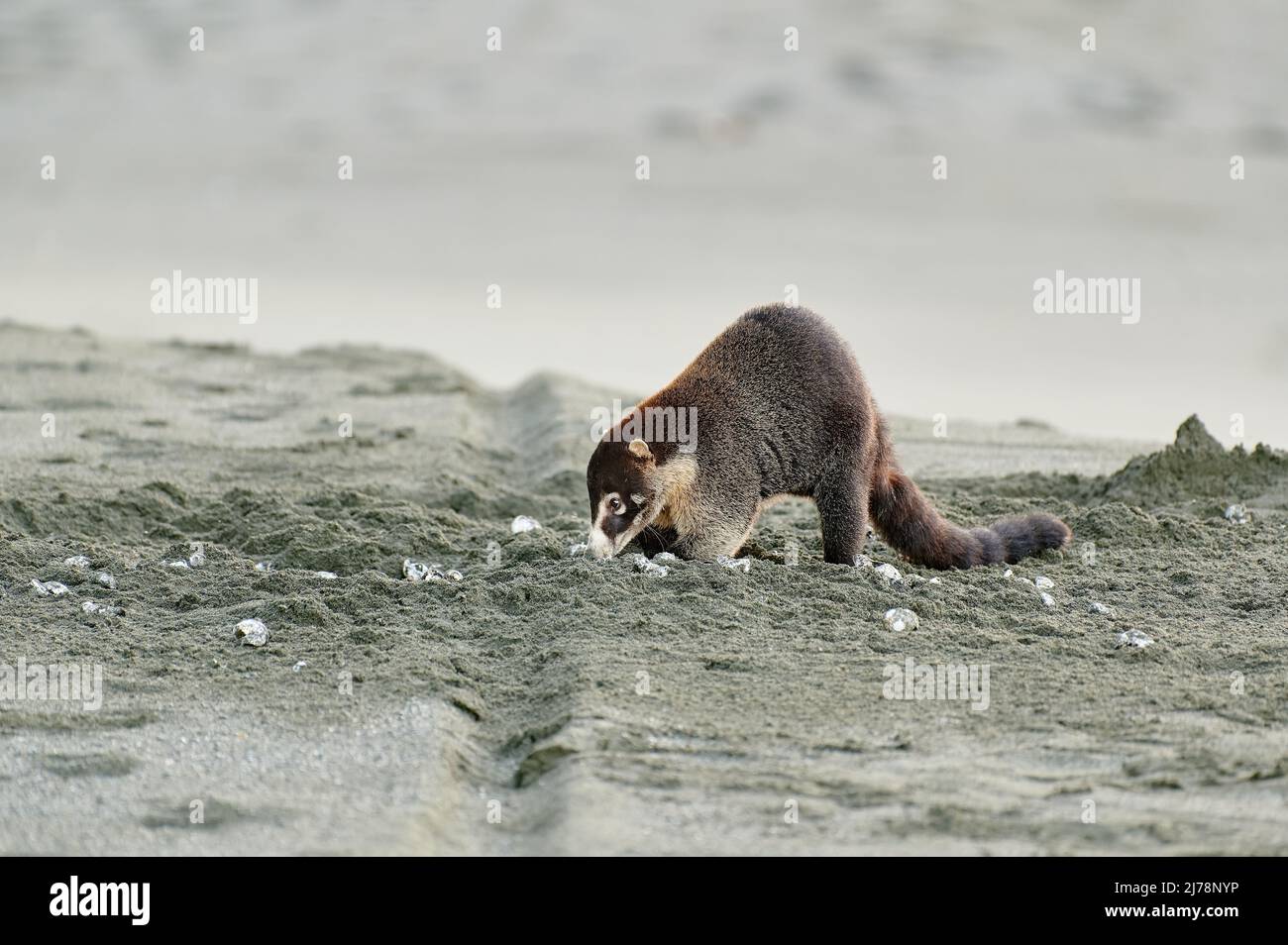 White-nosed Coati, Nasua narica, plunders nest with turtle eggs, beach ...