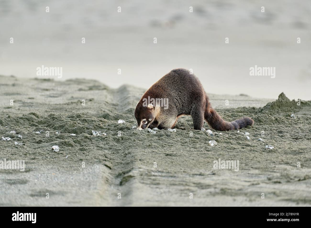 White-nosed Coati, Nasua narica, plunders nest with turtle eggs, beach ...