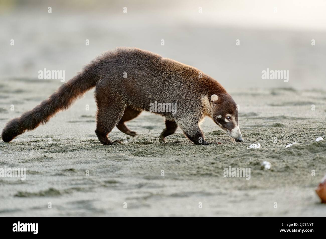 White-nosed Coati, Nasua narica, plunders nest with turtle eggs, beach ...