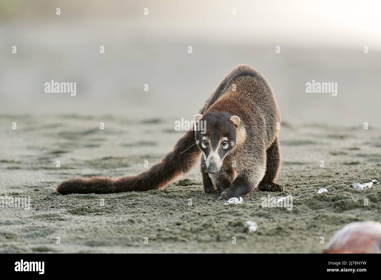 White-nosed Coati, Nasua narica, plunders nest with turtle eggs, beach ...