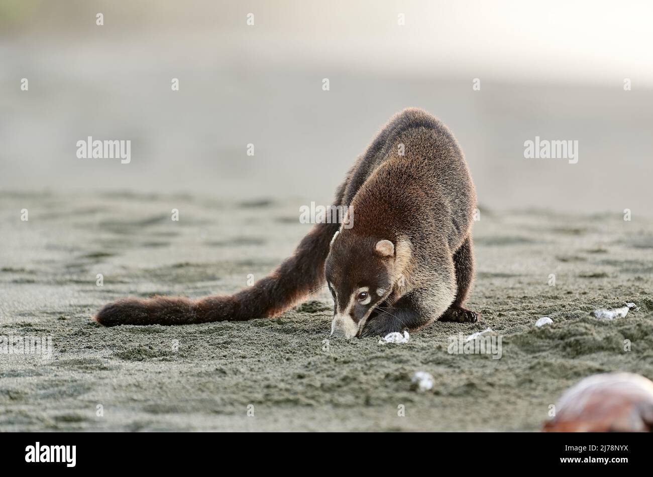 White-nosed Coati, Nasua narica, plunders nest with turtle eggs, beach ...